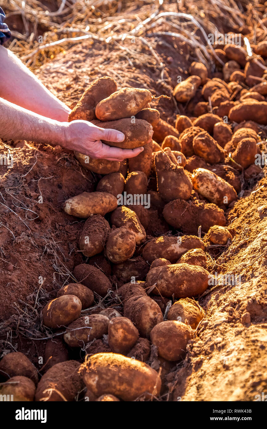 Farmer's hands hold harvested potatoes in the red soil; Nova Scotia ...