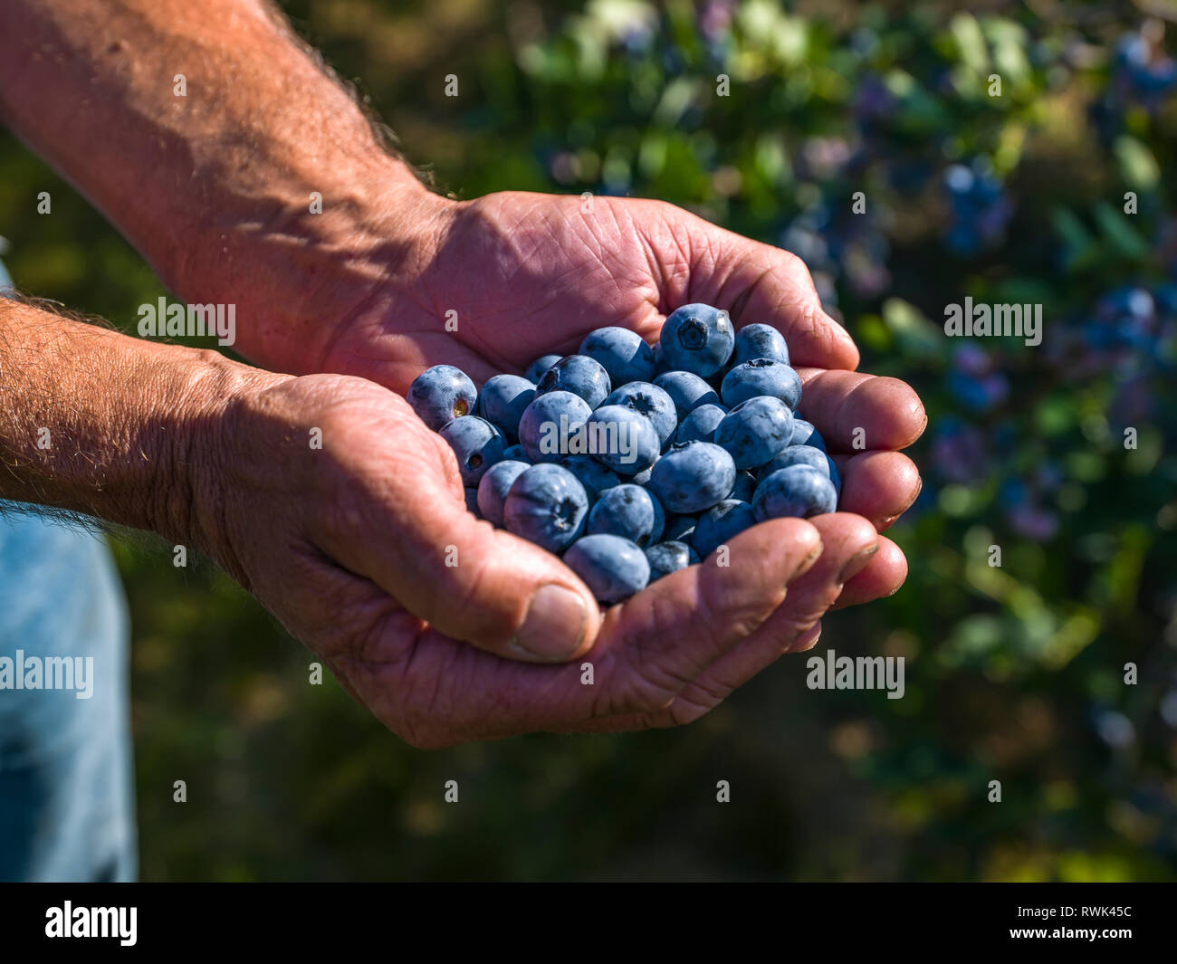 Nova scotia blueberries hi-res stock photography and images - Alamy