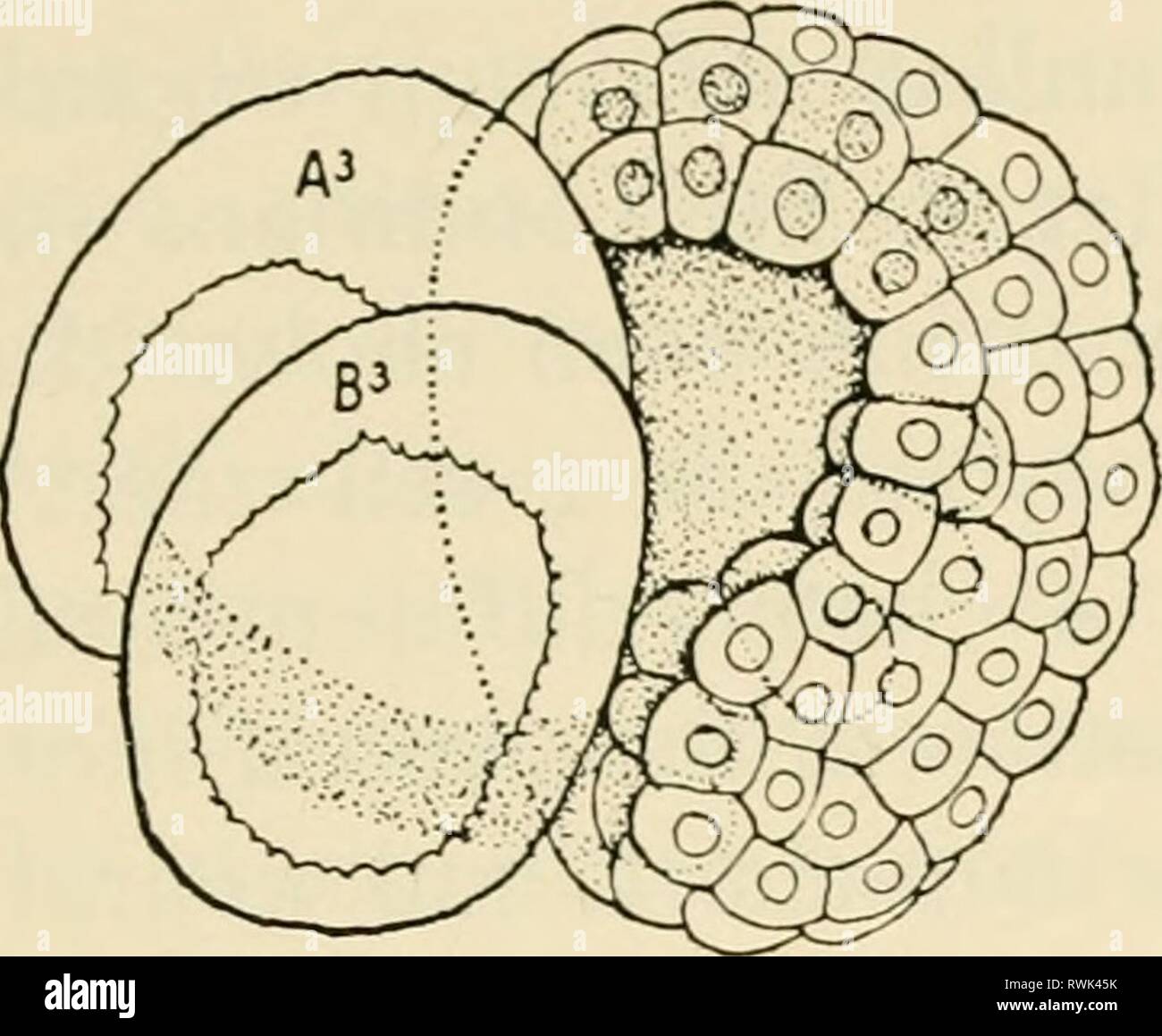 The elements of experimental embryology Stock Photo - Alamy