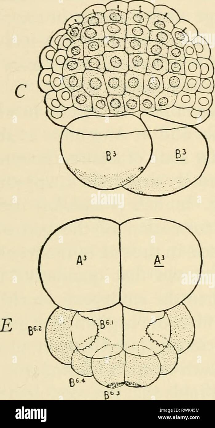 The elements of experimental embryology Stock Photo - Alamy
