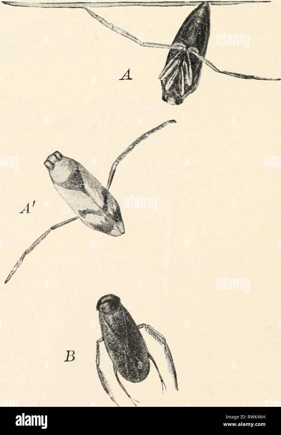 Suborder homoptera hi-res stock photography and images - Alamy