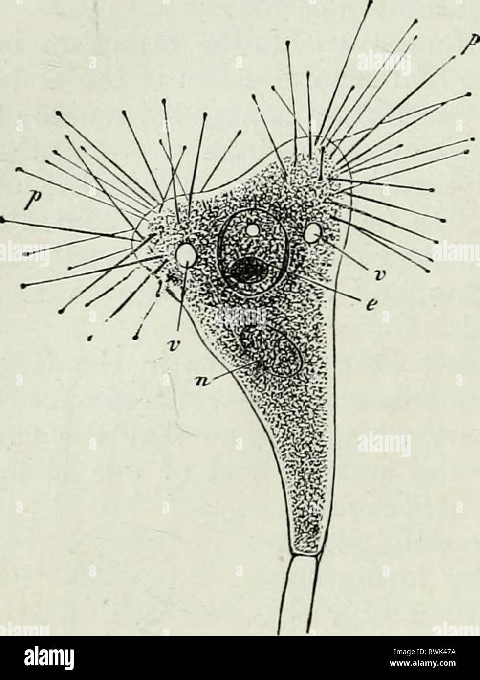 Spirostomum Labeled