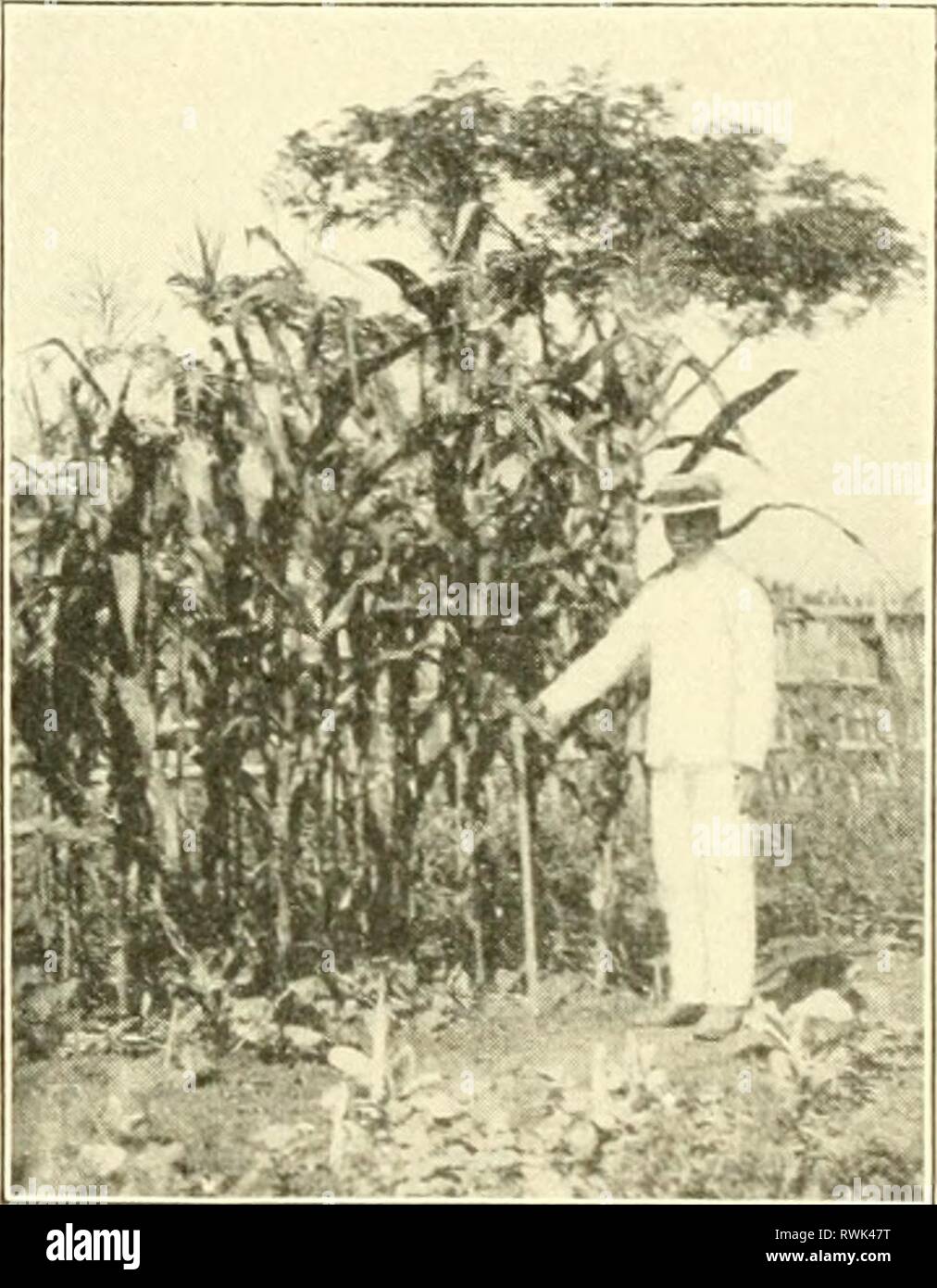 Elements of Philippine agriculture (1908 Stock Photo - Alamy