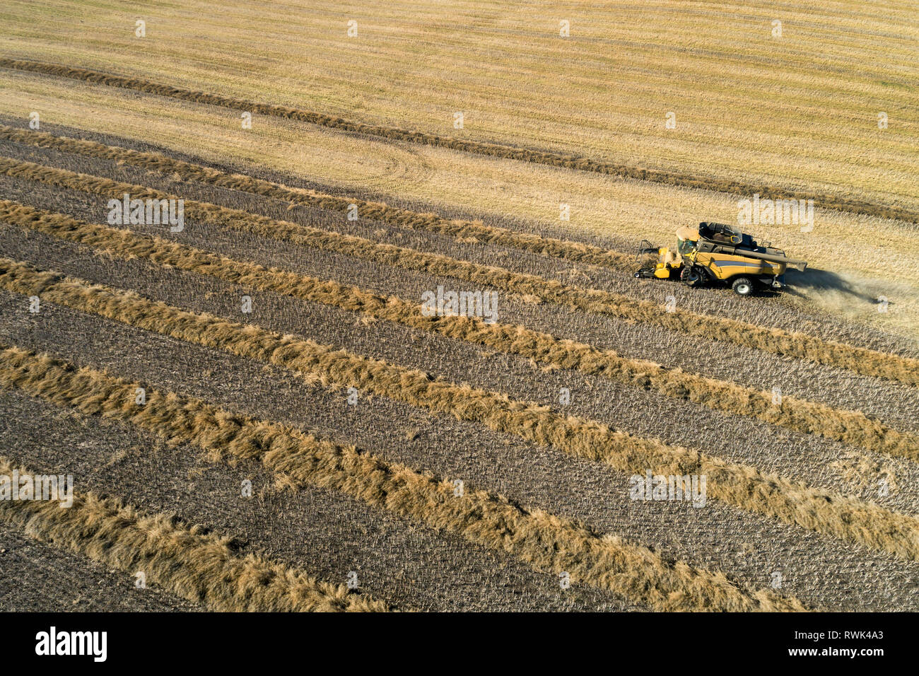 Aerial view of a combine harvesting rows of cut canola, West of ...