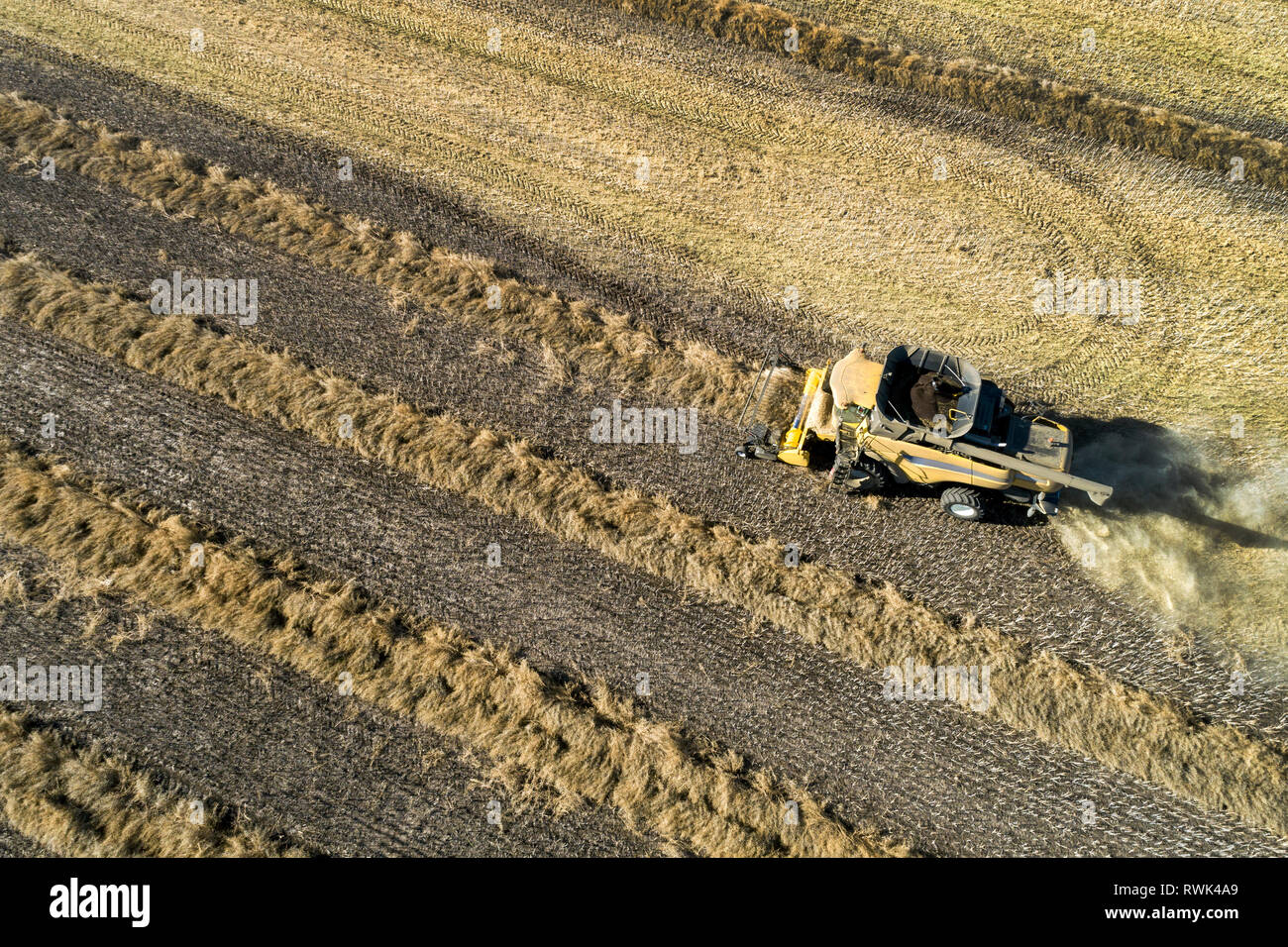 Aerial view of a combine harvesting rows of cut canola, West of ...