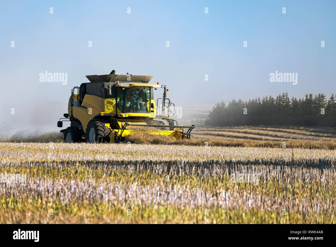 Combine harvesting rows of cut canola with blue sky, West of Beiseker ...