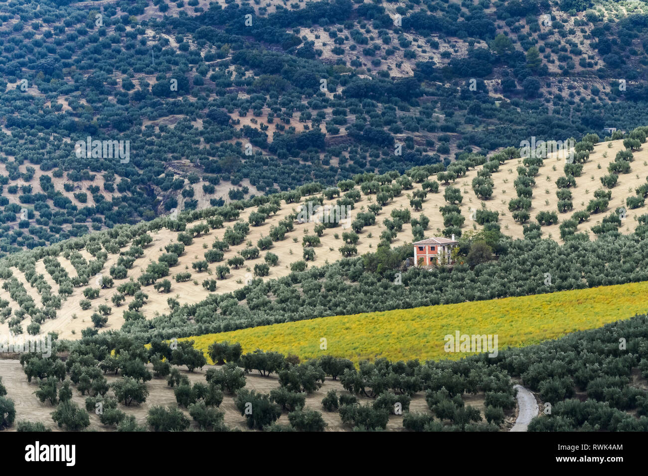 Olive farm hi-res stock photography and images - Alamy