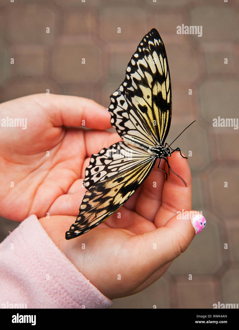 Newfoundland insectarium hi-res stock photography and images - Alamy