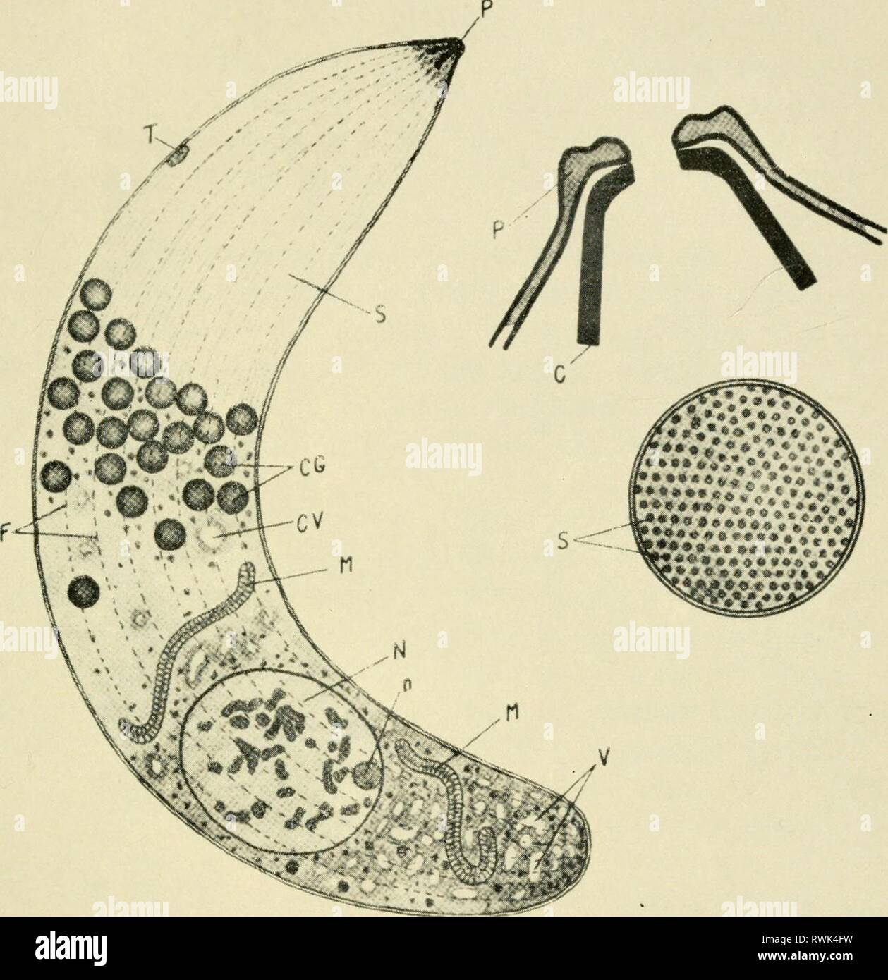 Protozoa Diagram