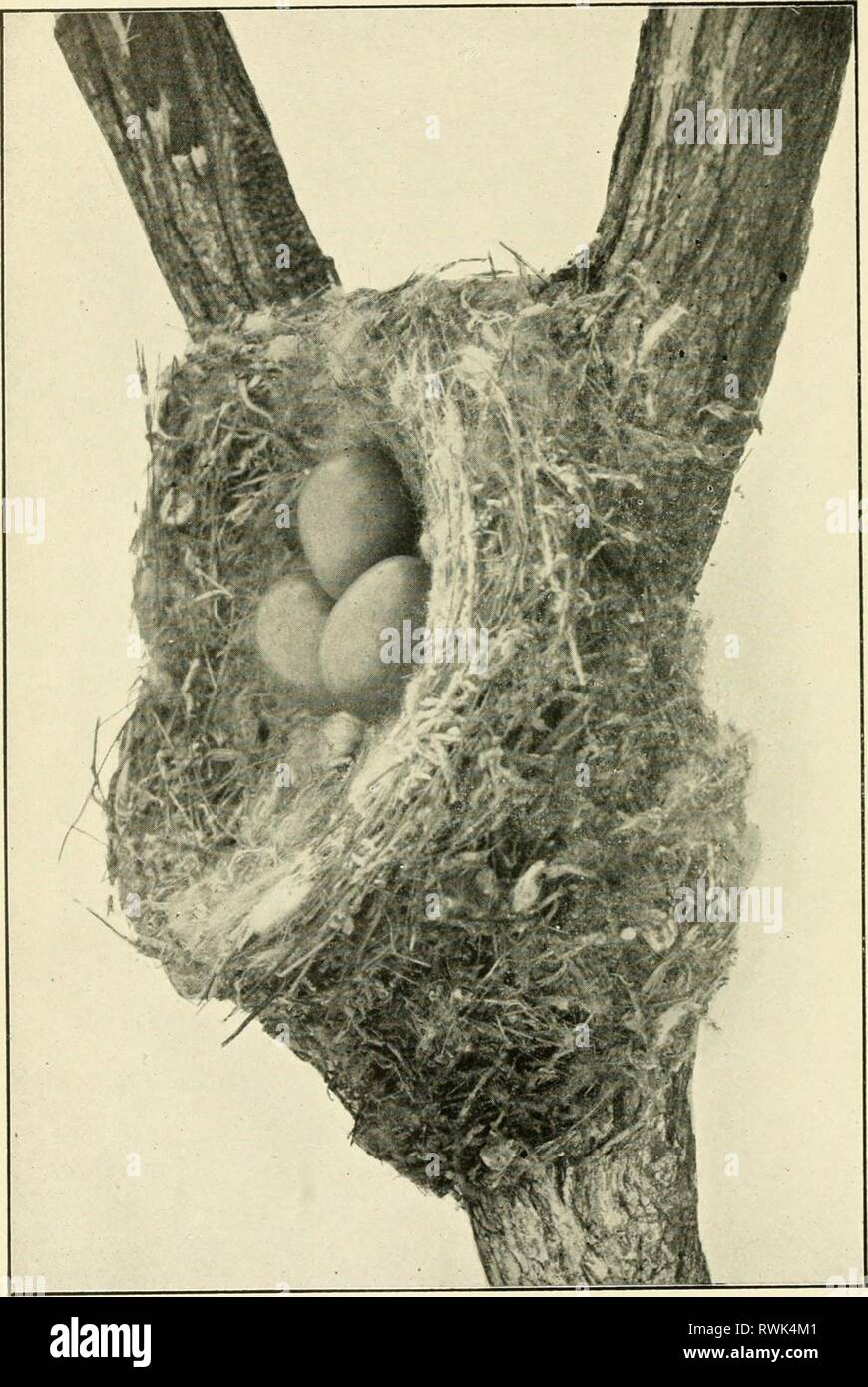 The Emu official organ Stock Photo - Alamy