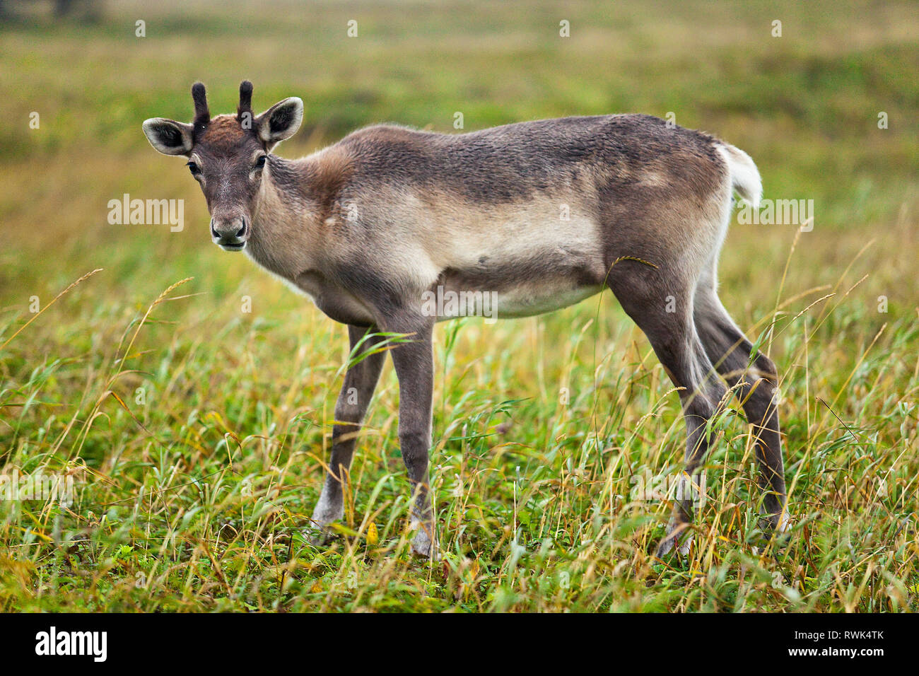 Canada newfoundland port au port hi-res stock photography and images ...