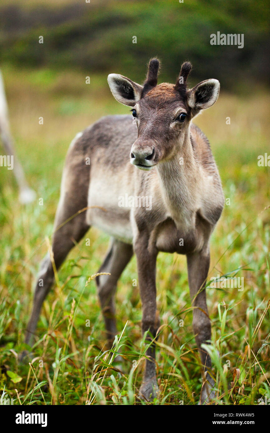 Frontal view hi-res stock photography and images - Alamy
