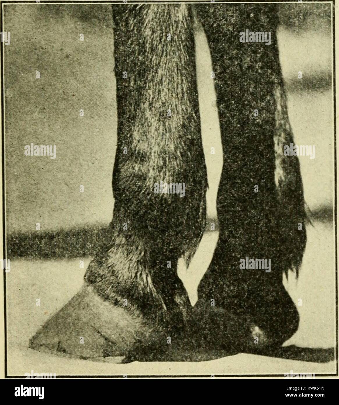 Elements of hippology (1908 Stock Photo - Alamy