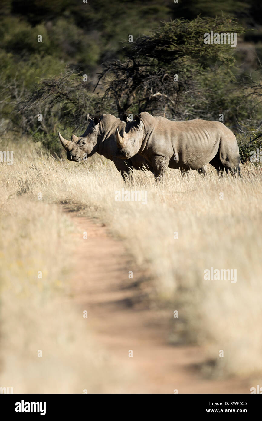 White Rhino in Namibia Stock Photo - Alamy
