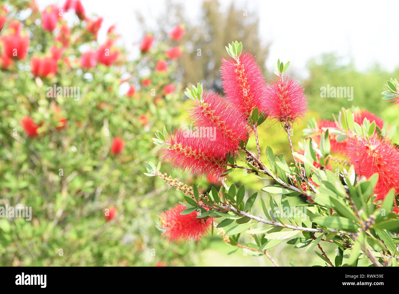 Callistemon Rigidus