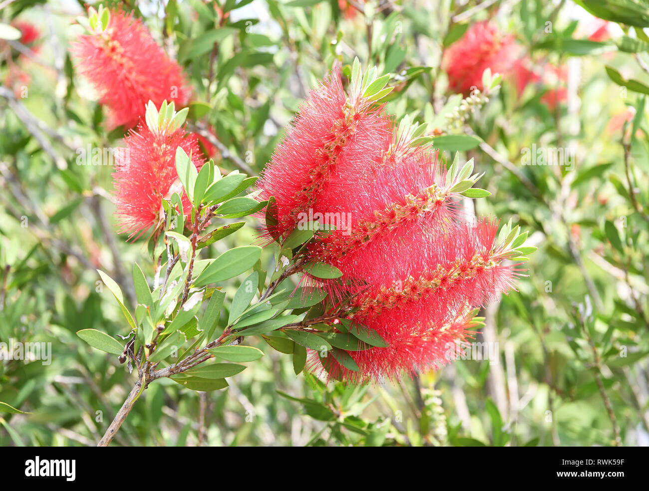 Callistemon rigidus hi-res stock photography and images - Alamy
