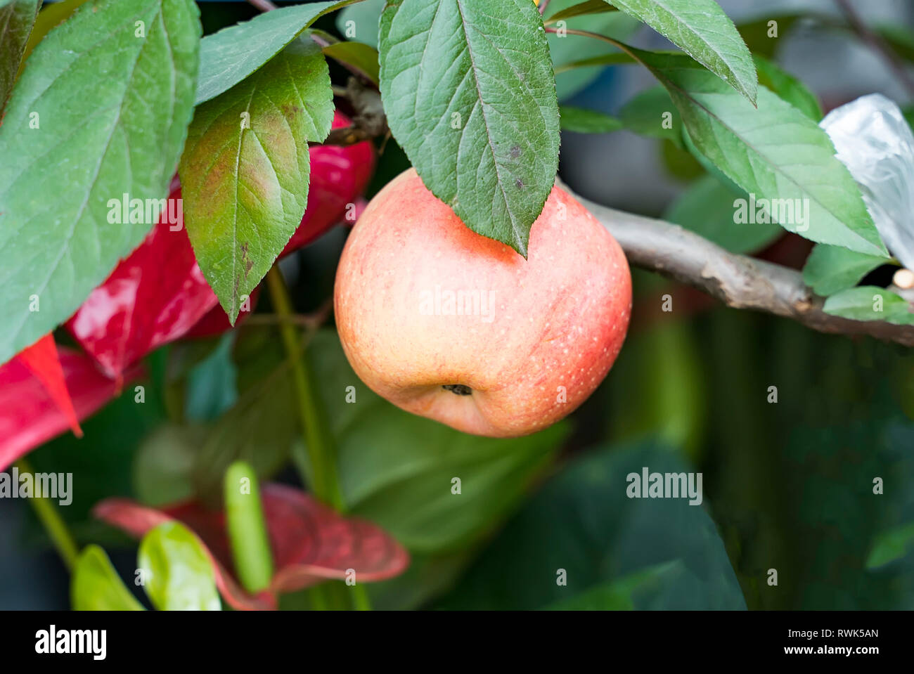 Red apples on apple tree branch Stock Photo - Alamy