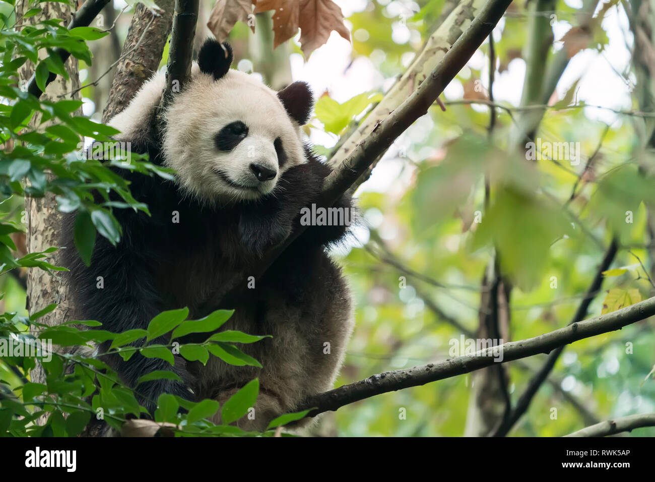 Giant panda over the tree Stock Photo - Alamy
