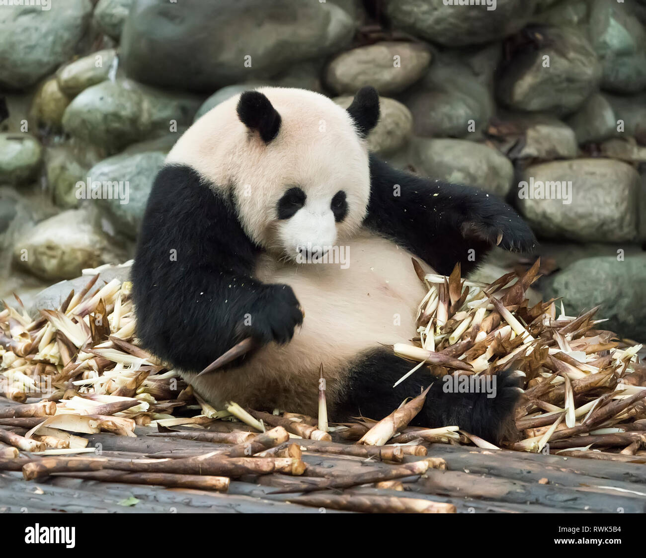 Panda eat eating food hungry hi-res stock photography and images - Alamy