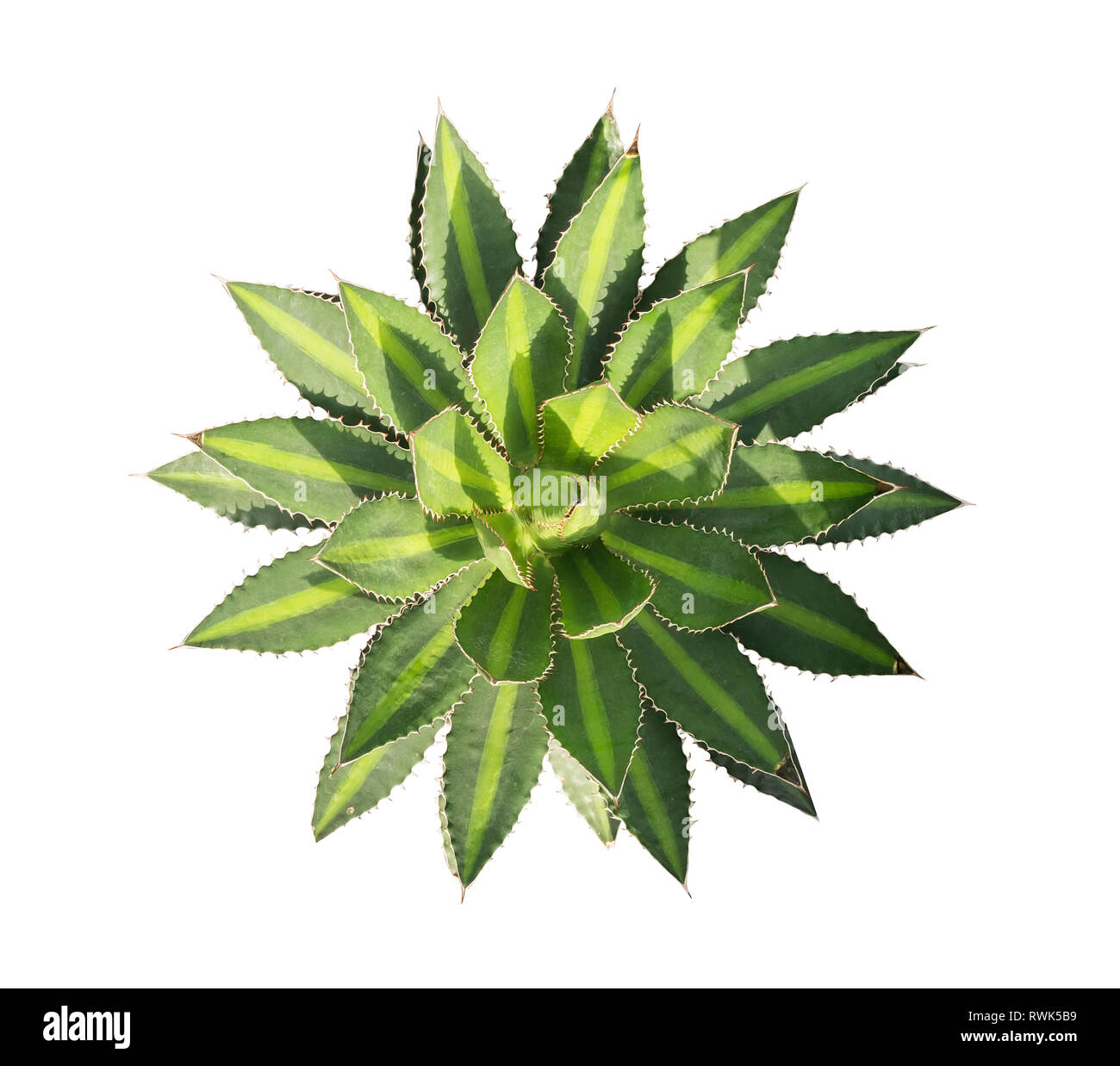 Natural view agave plant Cut Out Stock Images & Pictures - Alamy