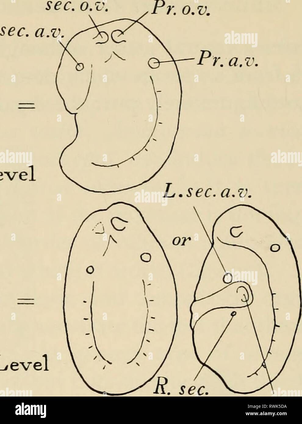 The elements of experimental embryology Stock Photo - Alamy