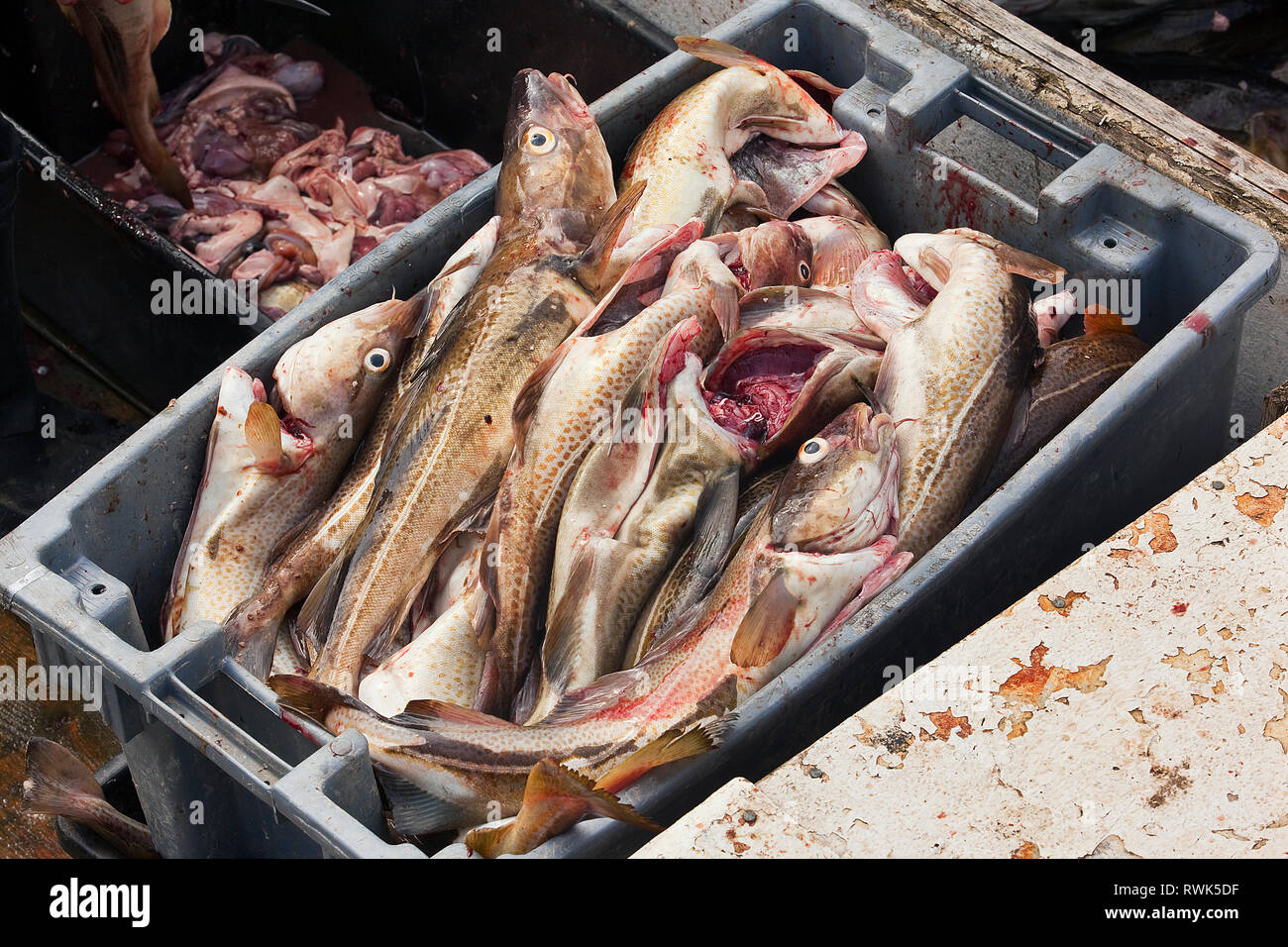 Newfoundland cod fishing hi-res stock photography and images - Alamy