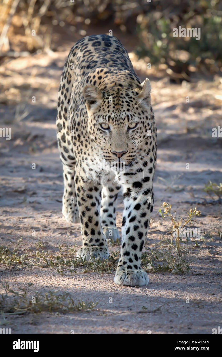 Female leopard hunting hi-res stock photography and images - Alamy