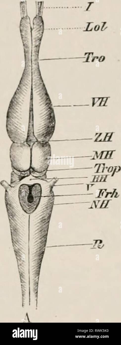 Urodeles hi-res stock photography and images - Alamy