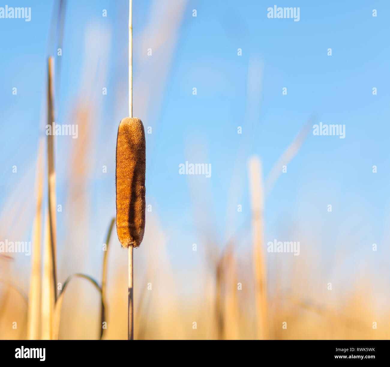 Cattail grass hi-res stock photography and images - Alamy