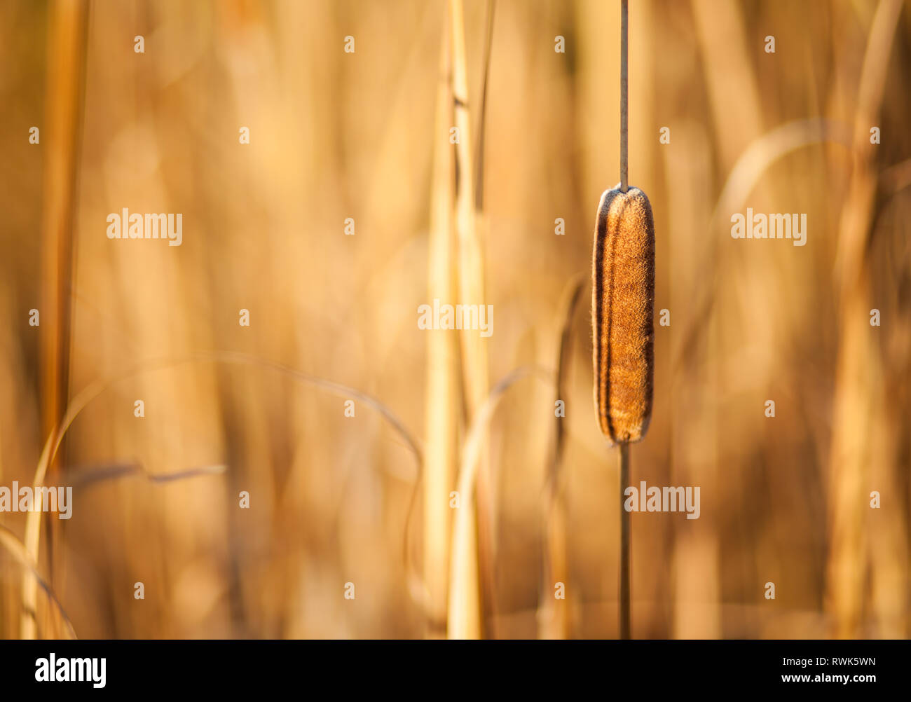 Fall cattail bulrush cattails hi-res stock photography and images - Alamy