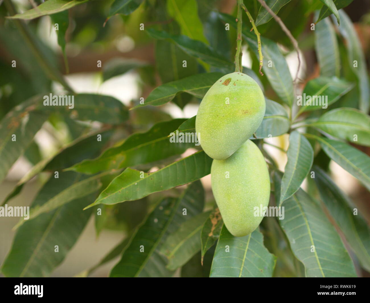 City of mango trees hi-res stock photography and images - Alamy
