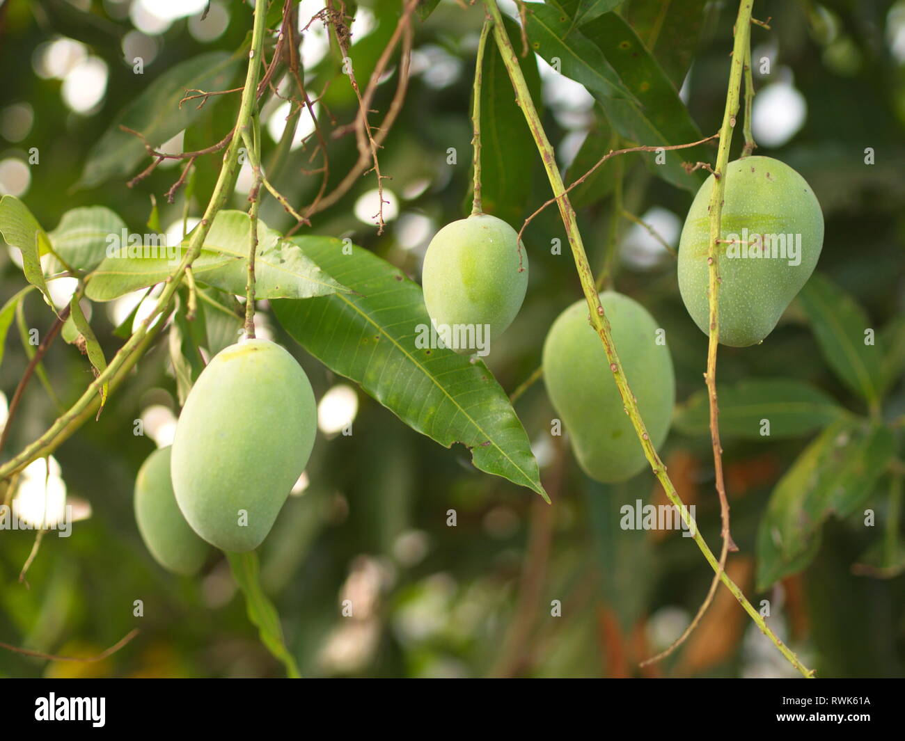 Mango Tree Ripe Mangoes Hanging High Resolution Stock Photography and ...