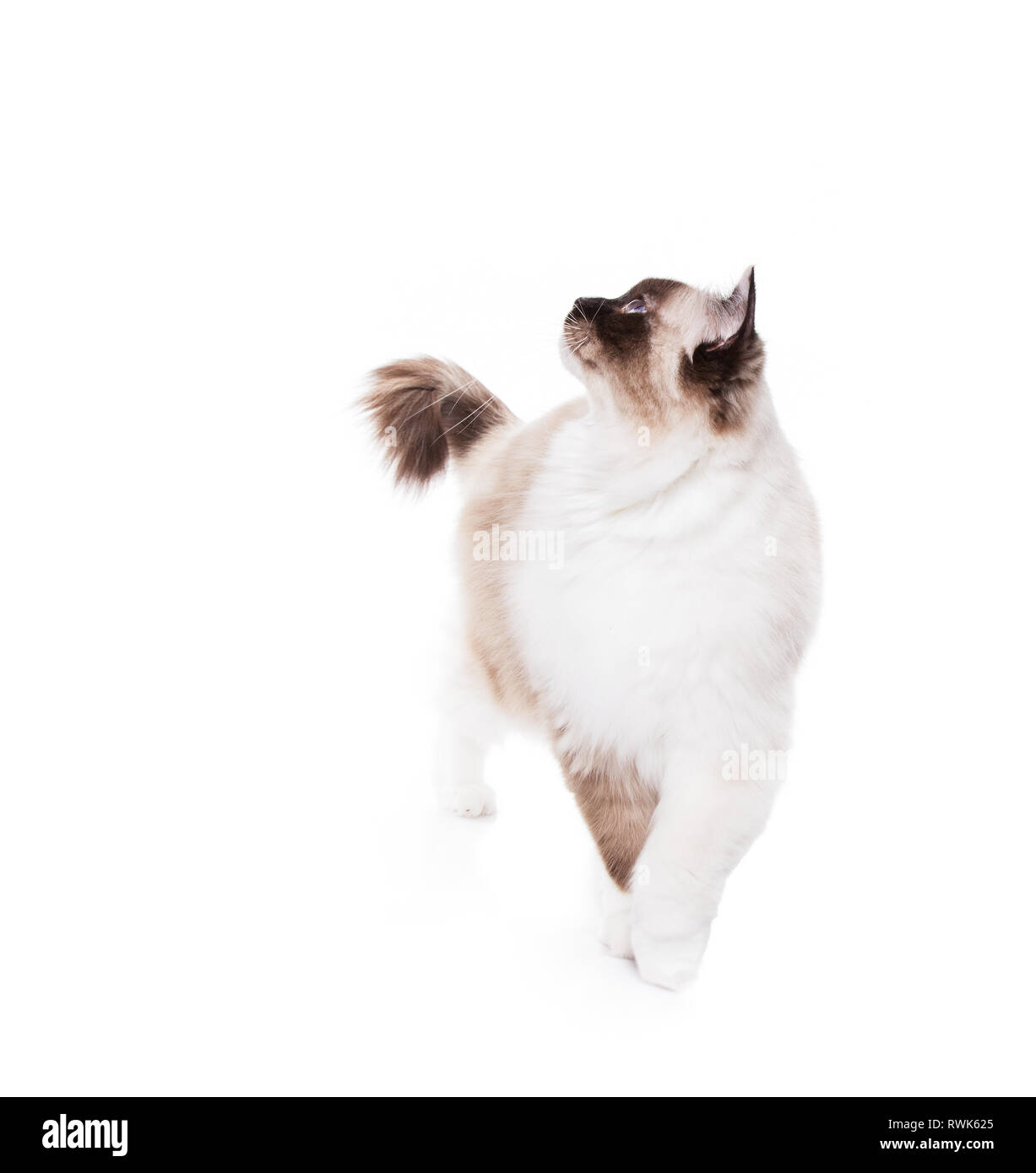 Long Haired Ragdoll cat walking forwards isolated on White Stock Photo ...