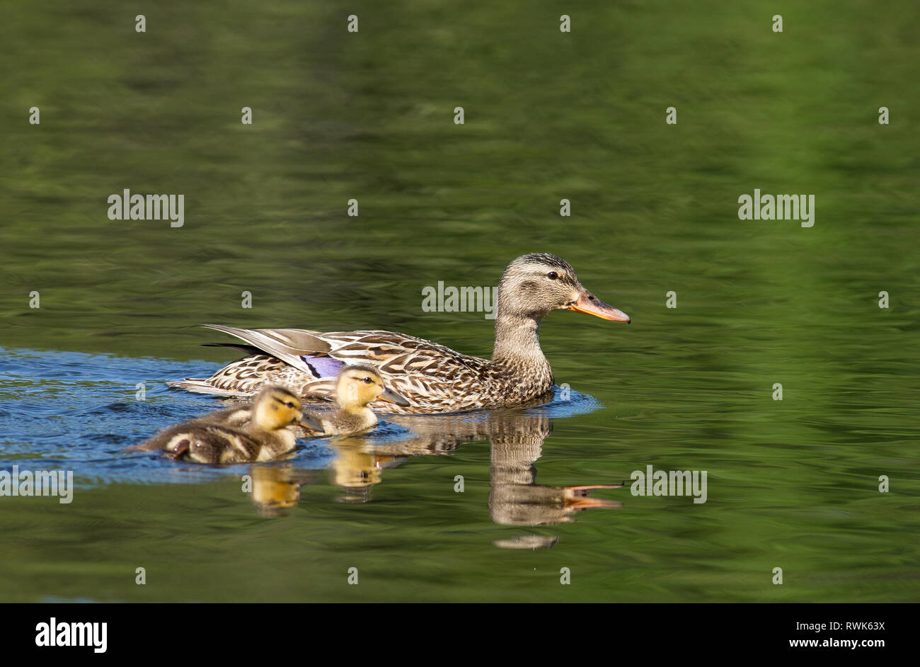Duck protecting ducklings hi-res stock photography and images - Alamy