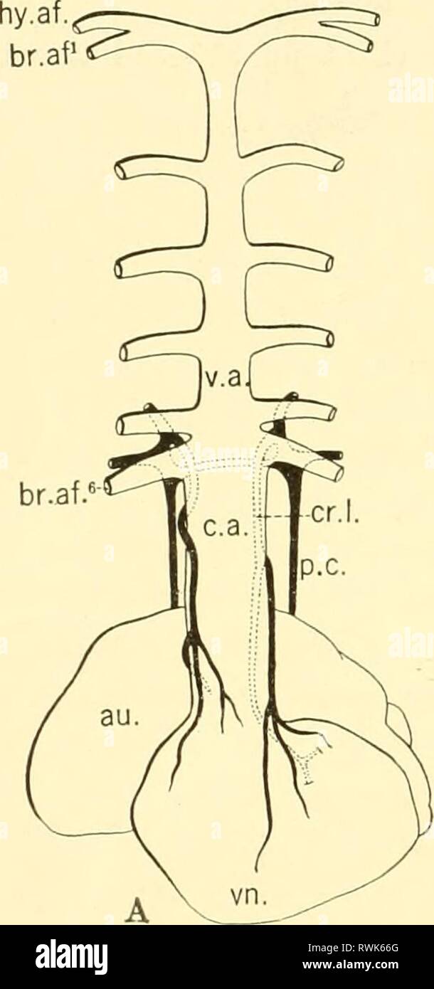 The elasmobranch fishes (1934 Stock Photo - Alamy