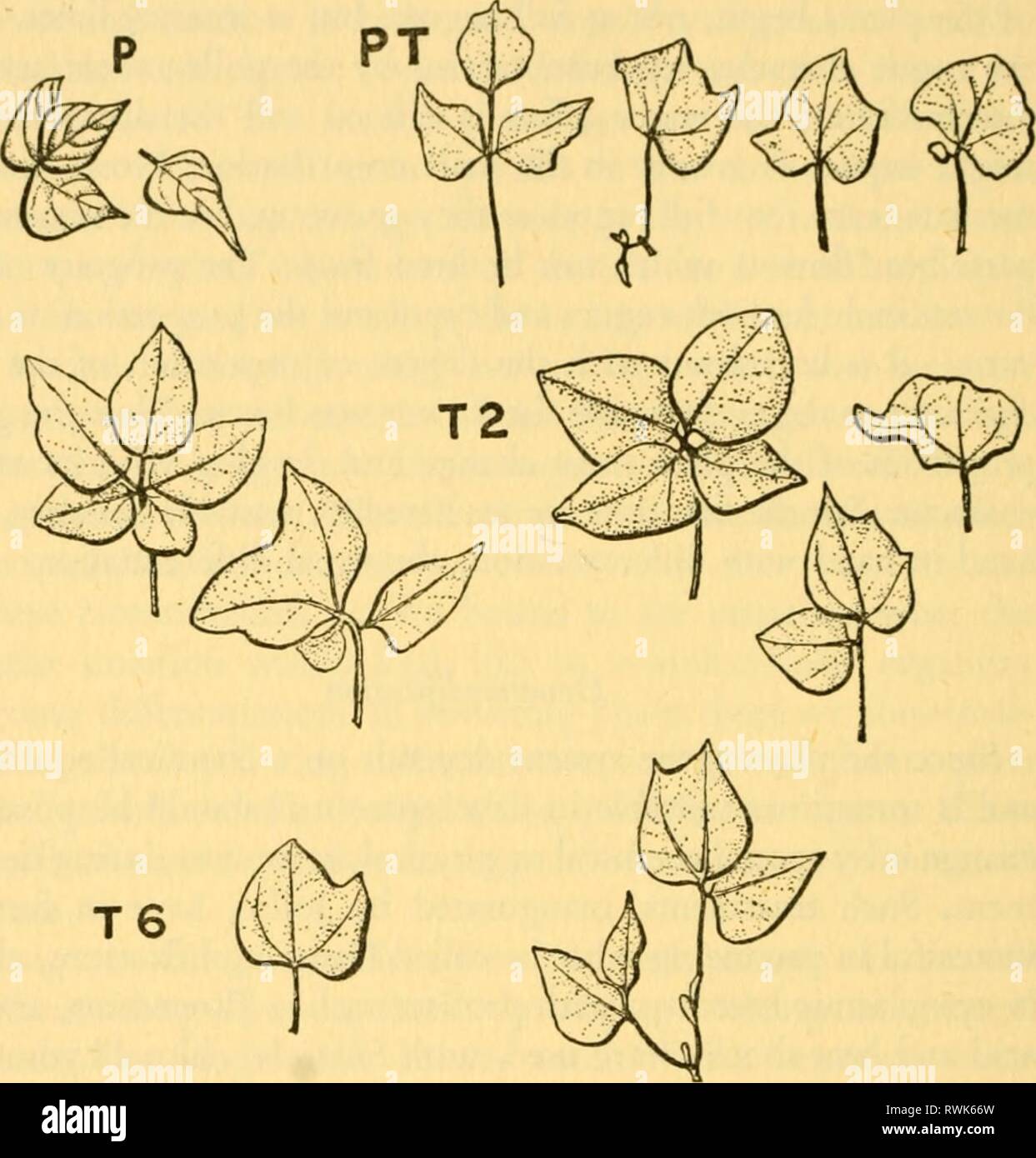 The elements of genetics (1950 Stock Photo - Alamy