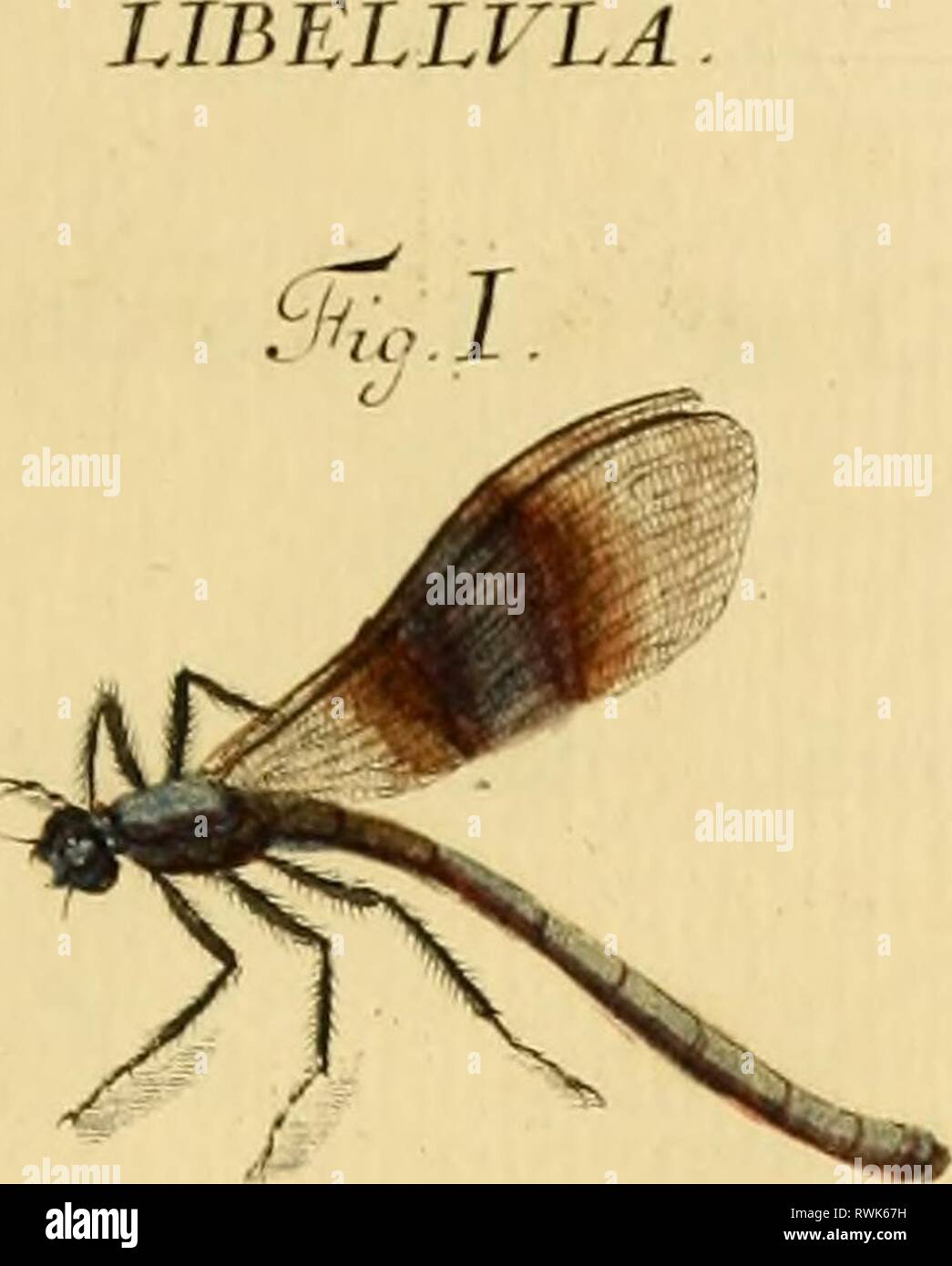 Elementa entomologica CXXXV tabulae Stock Photo - Alamy