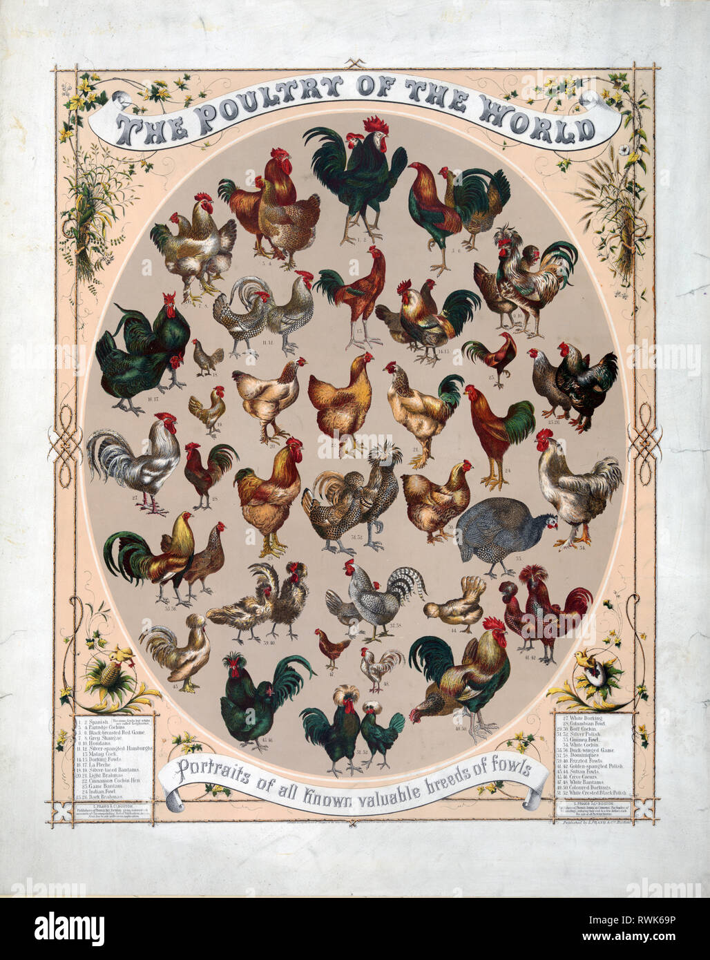 Fifty-two types of identified chickens Stock Photo - Alamy