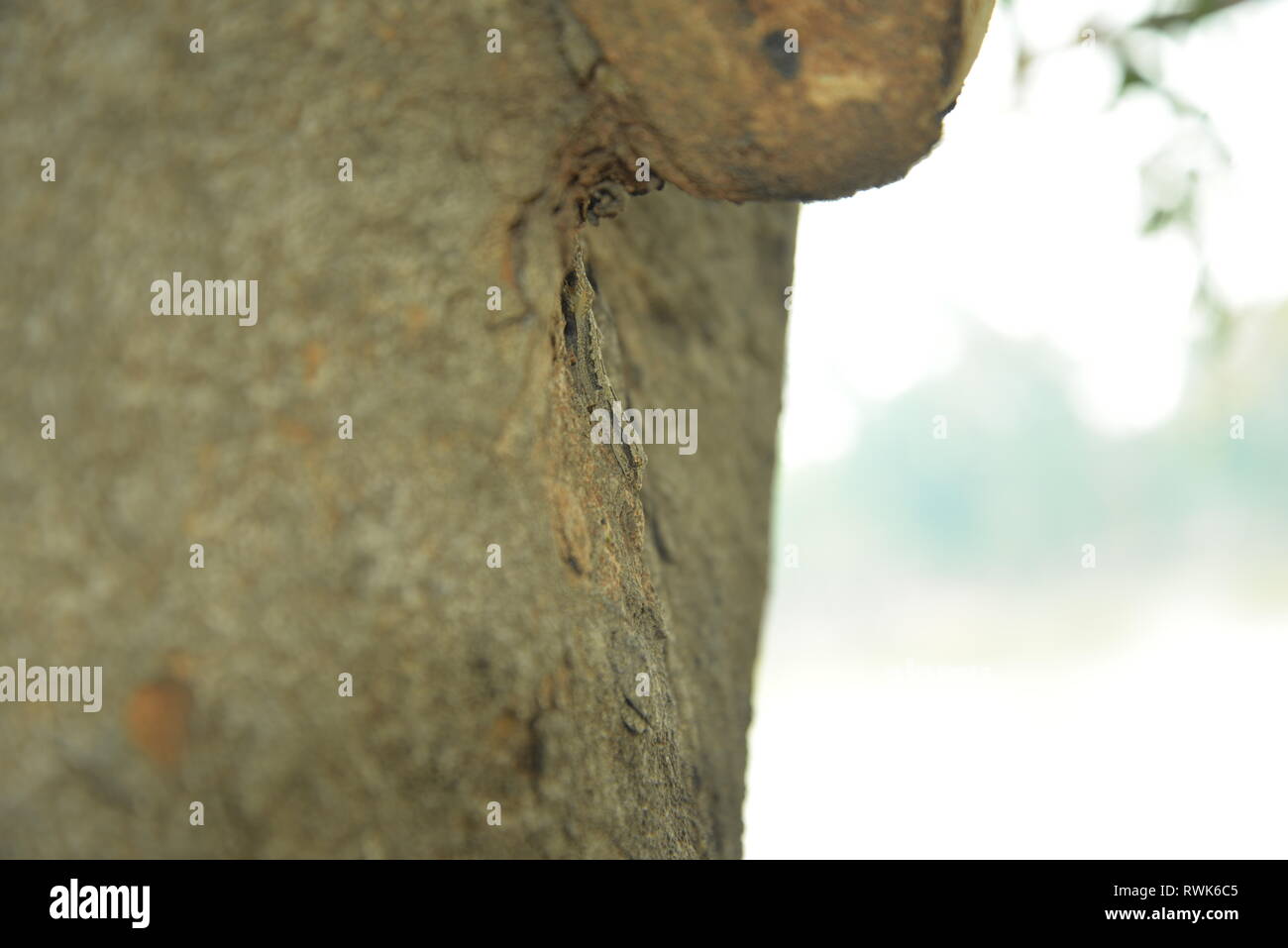 Blends into its environment hi-res stock photography and images - Alamy