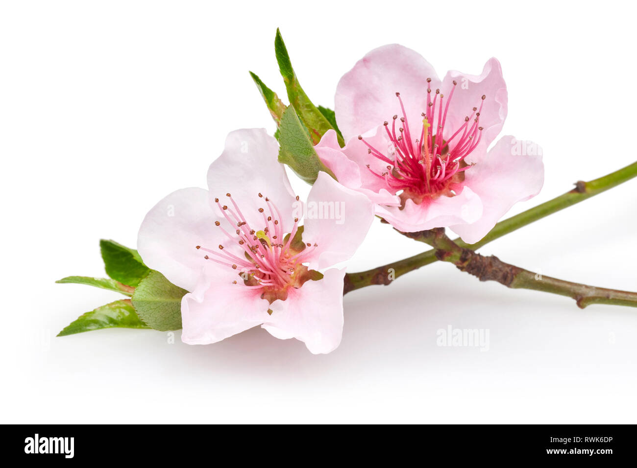 Almond flowers with leaf isolated on white background Stock Photo - Alamy