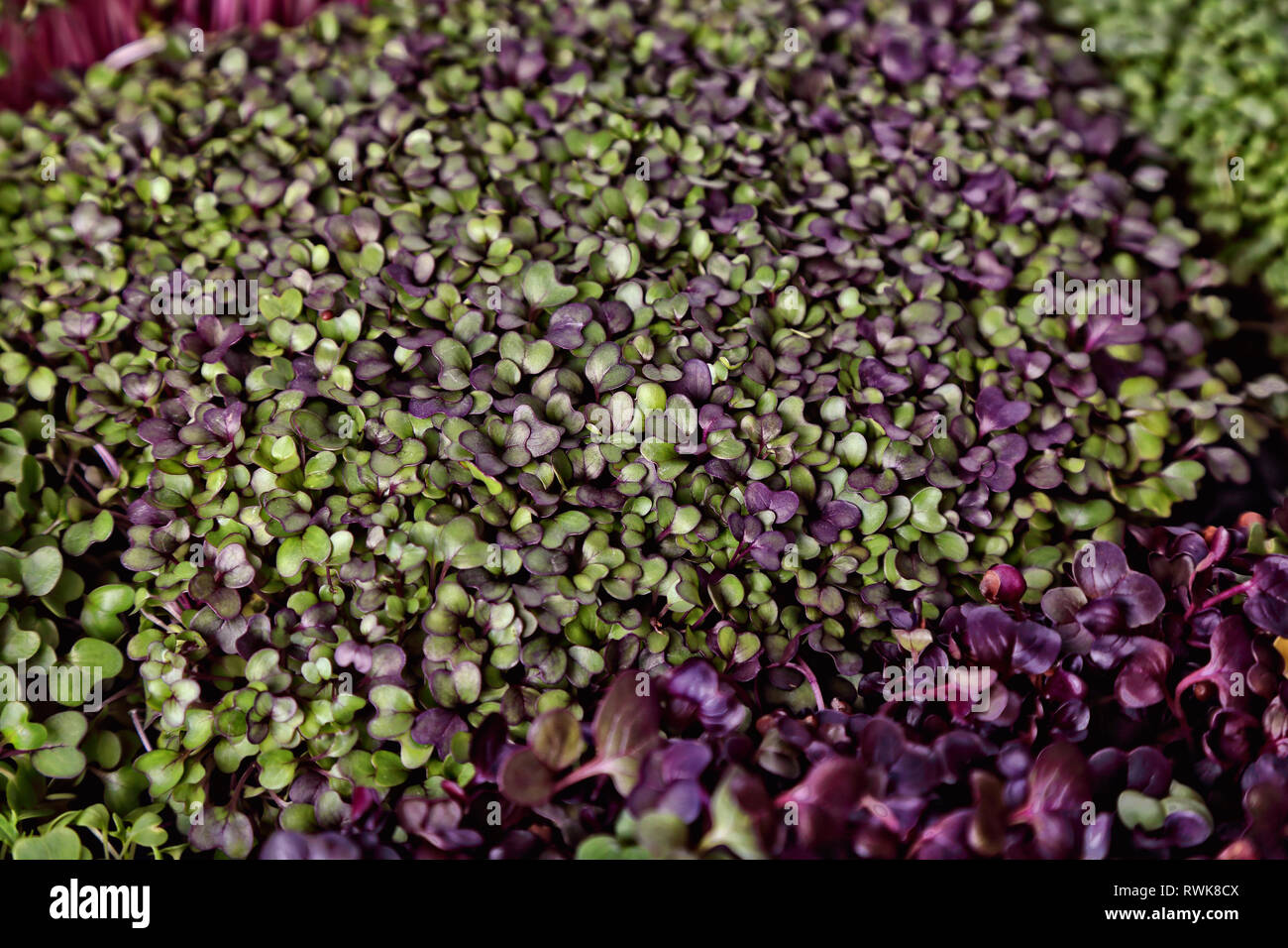 healthy breeding of micro greens plants Stock Photo - Alamy