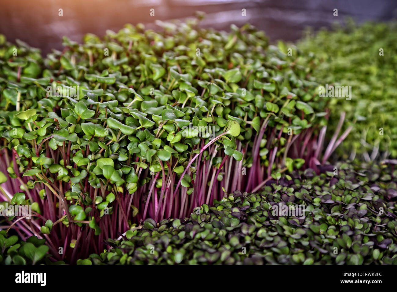 healthy breeding of micro greens plants Stock Photo - Alamy