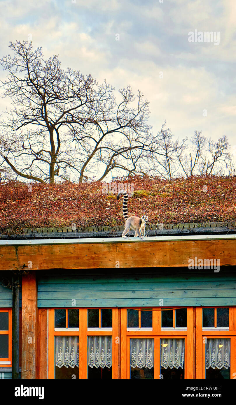 Thatched roof animal hi-res stock photography and images - Alamy