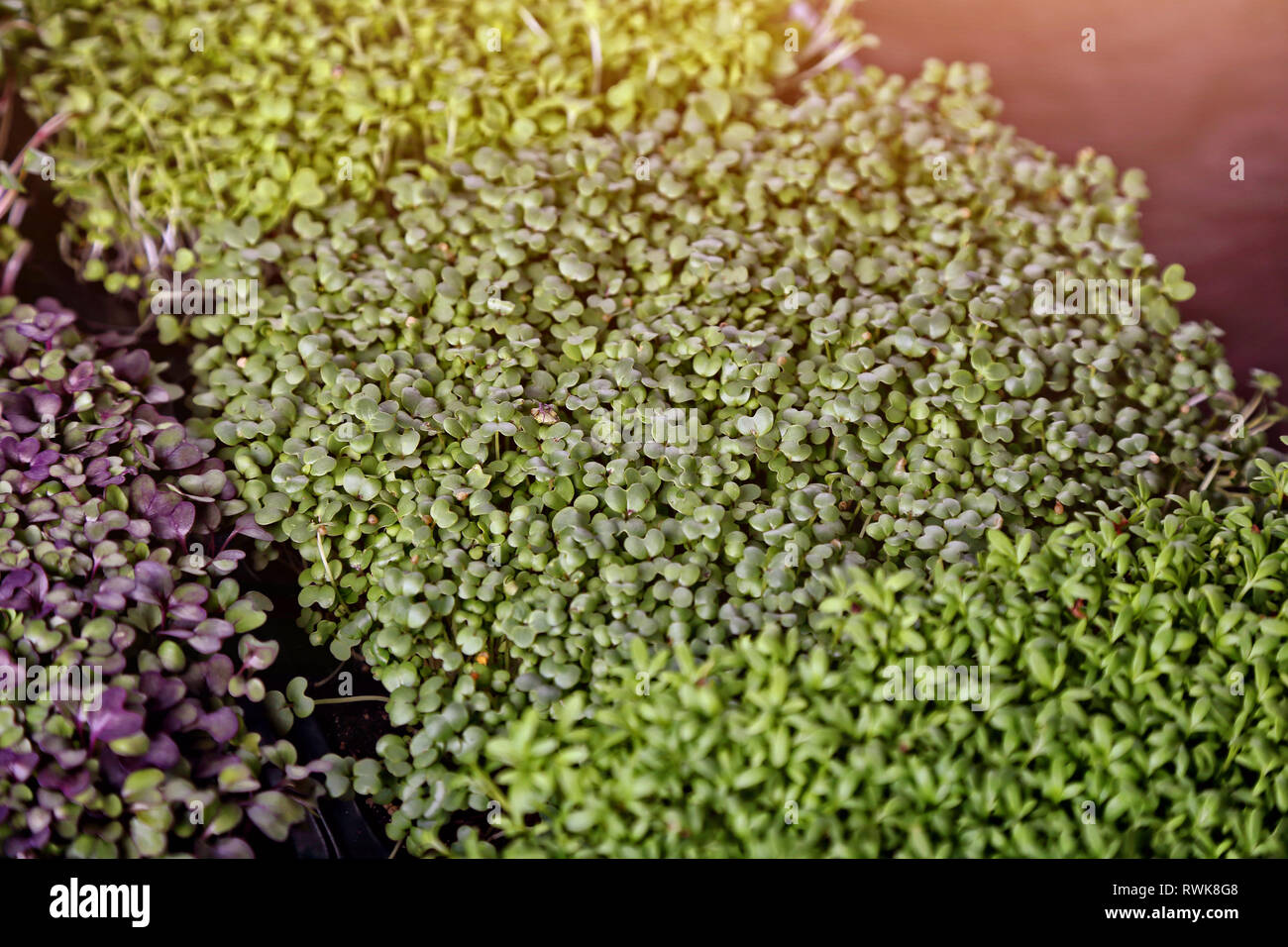 healthy breeding of micro greens plants Stock Photo - Alamy