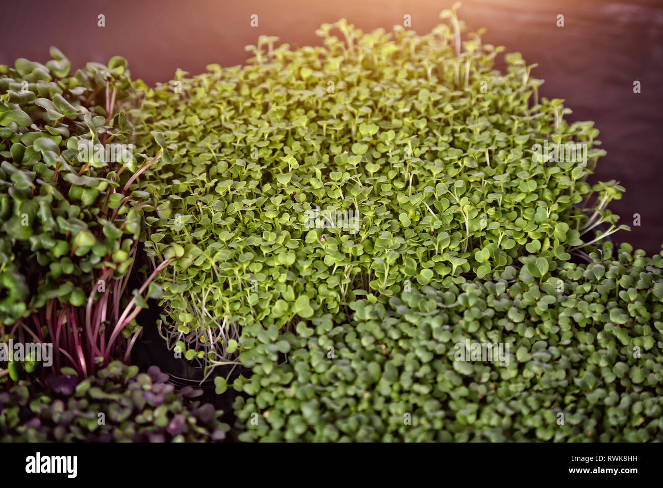 healthy breeding of micro greens plants Stock Photo - Alamy