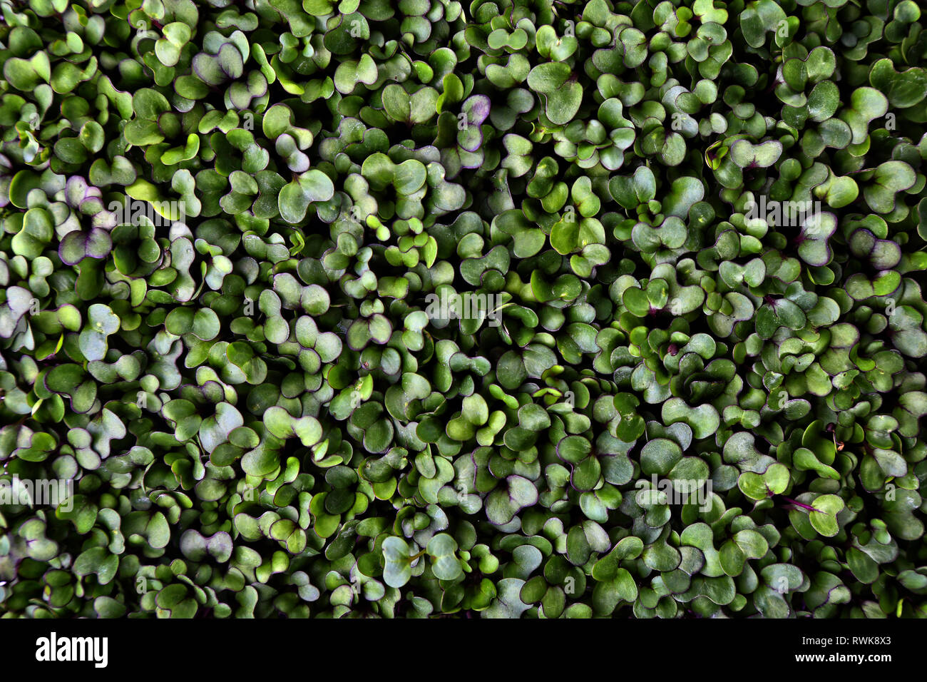 Healthy breeding hi-res stock photography and images - Alamy