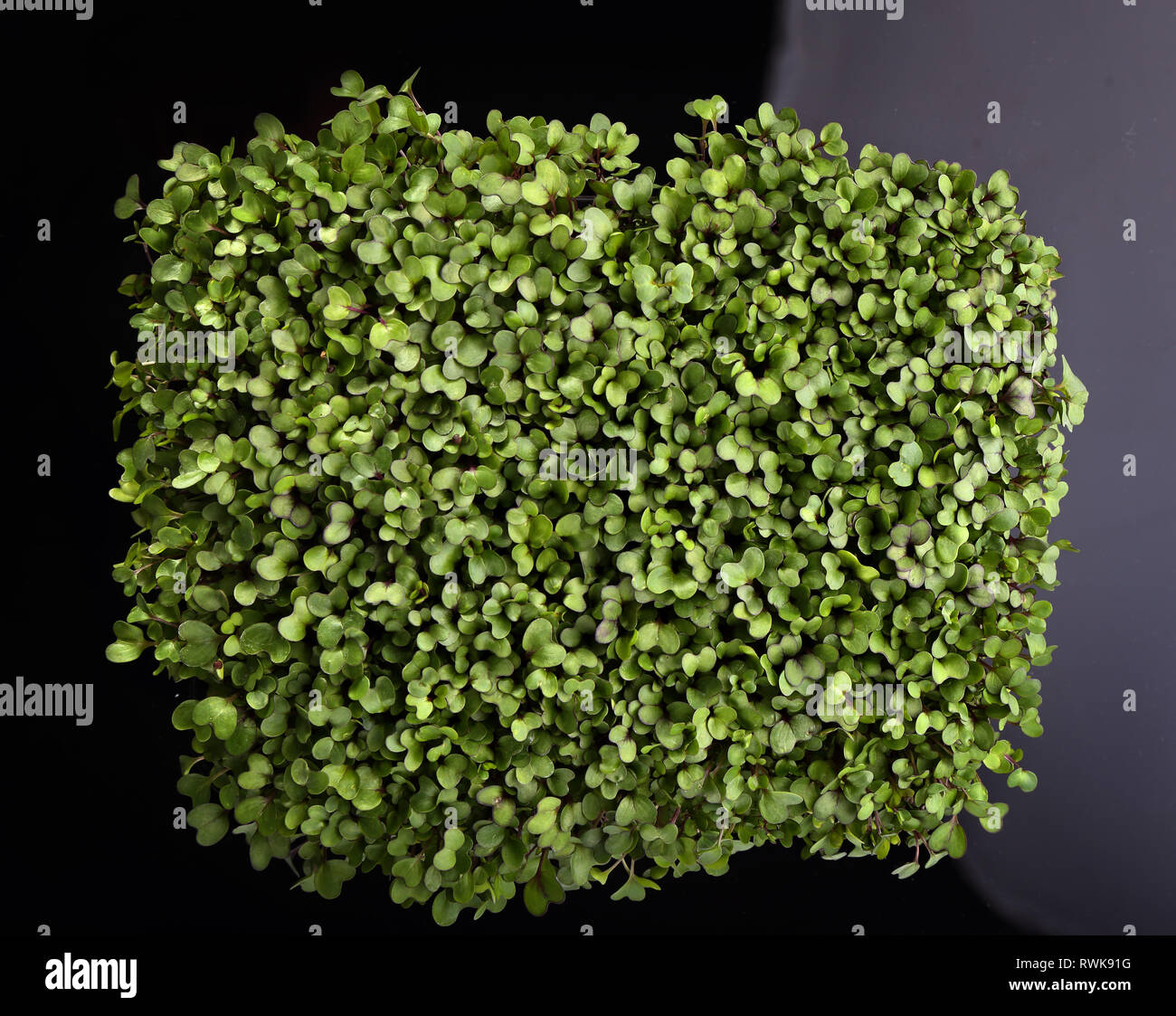 Healthy breeding hi-res stock photography and images - Alamy