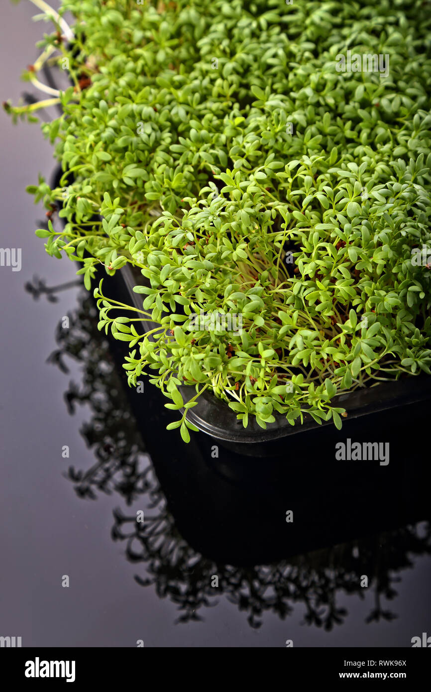 healthy breeding of micro greens plants Stock Photo - Alamy