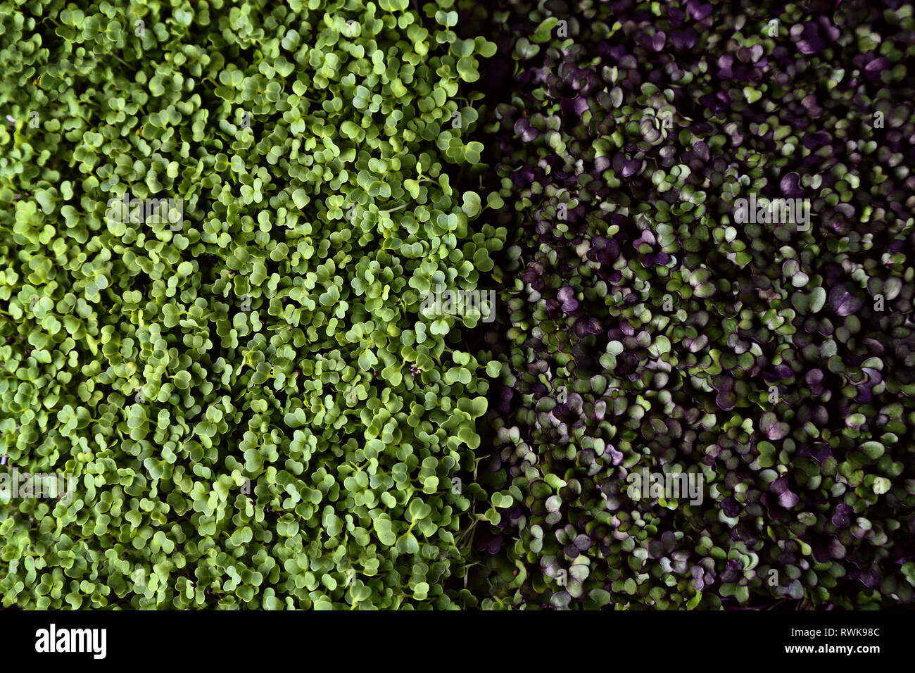 healthy breeding of micro greens plants Stock Photo - Alamy