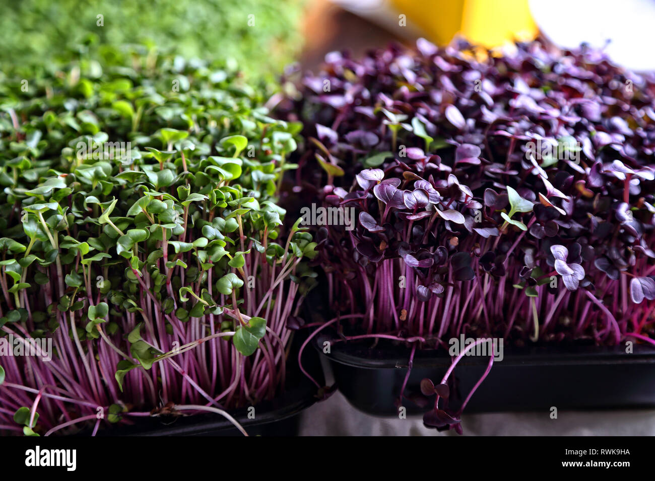 healthy breeding of micro greens plants Stock Photo - Alamy